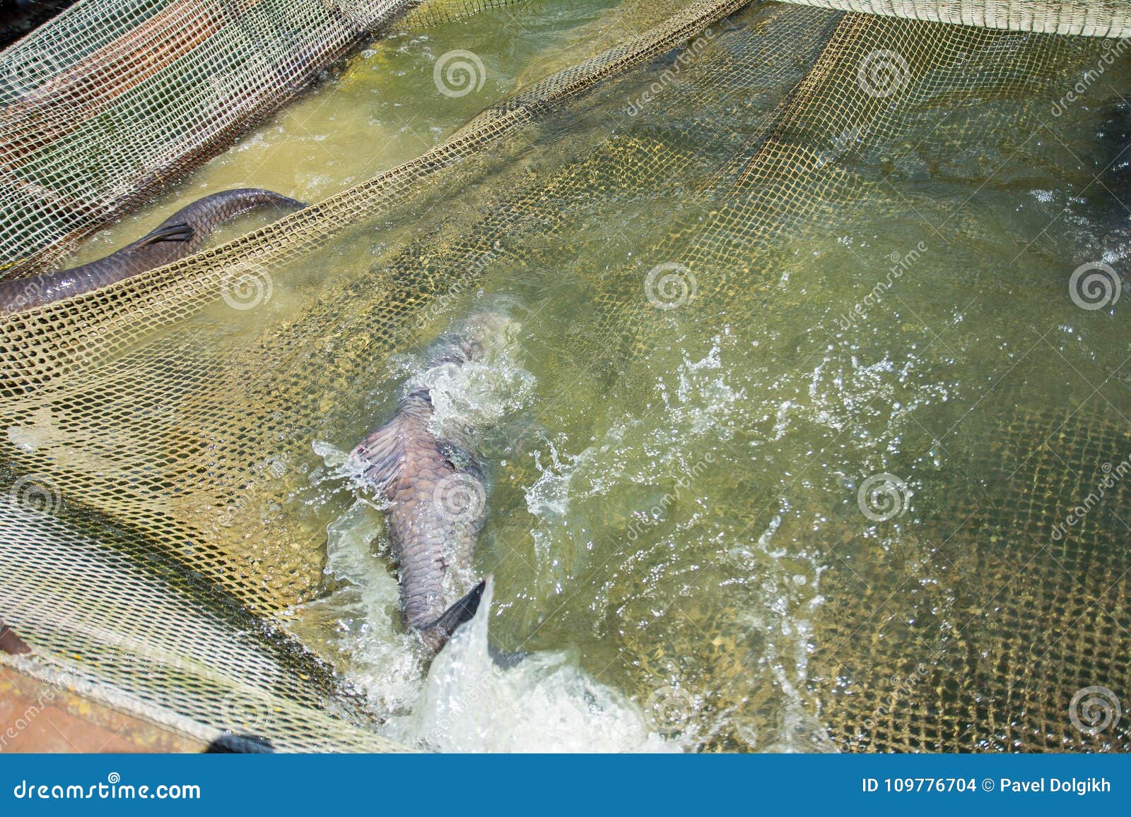 Fish Carpenter Caught in the Net Stock Photo - Image of lake, fish ...