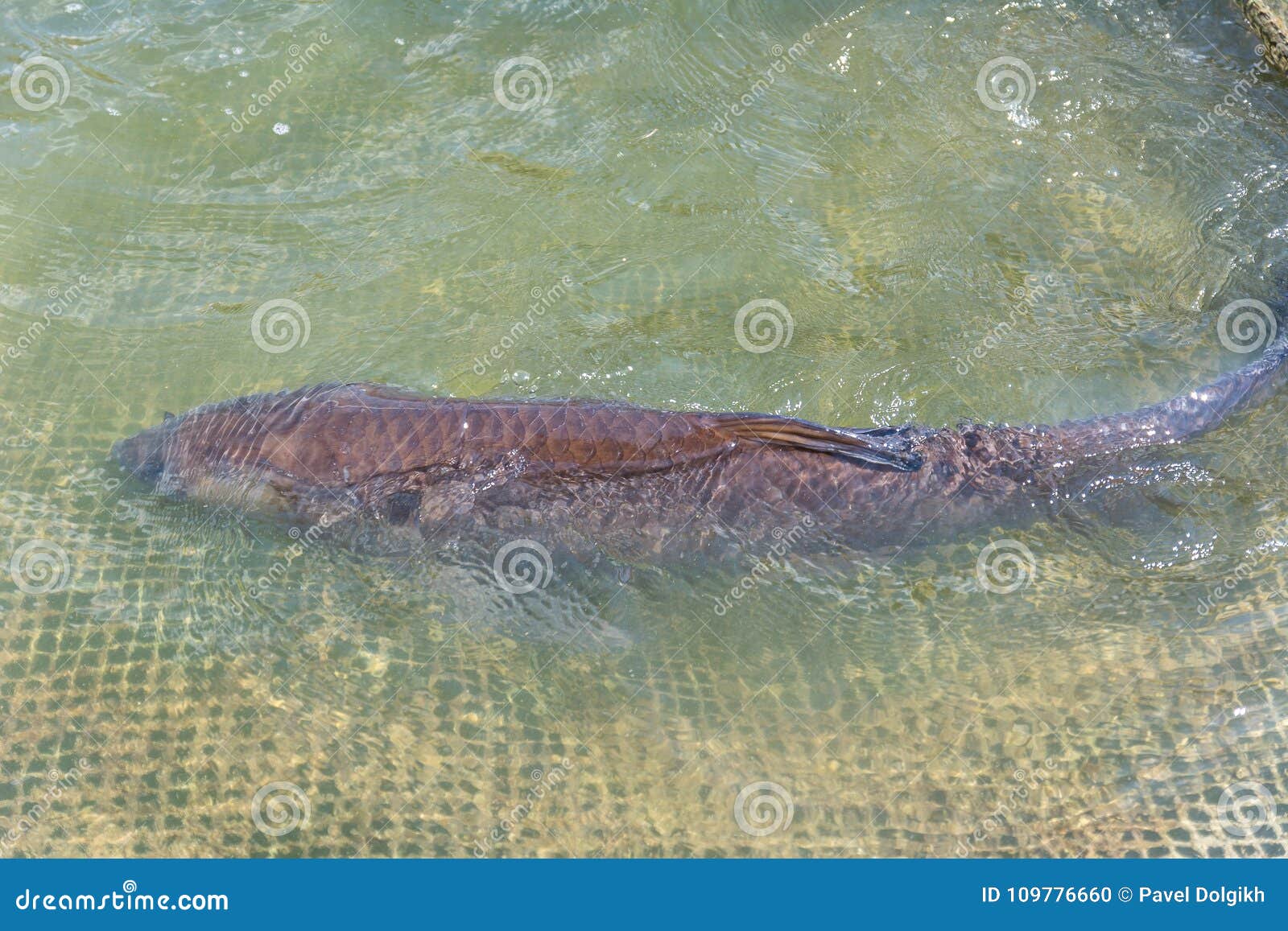 Fish Carpenter Caught in the Net Stock Photo - Image of food, life ...