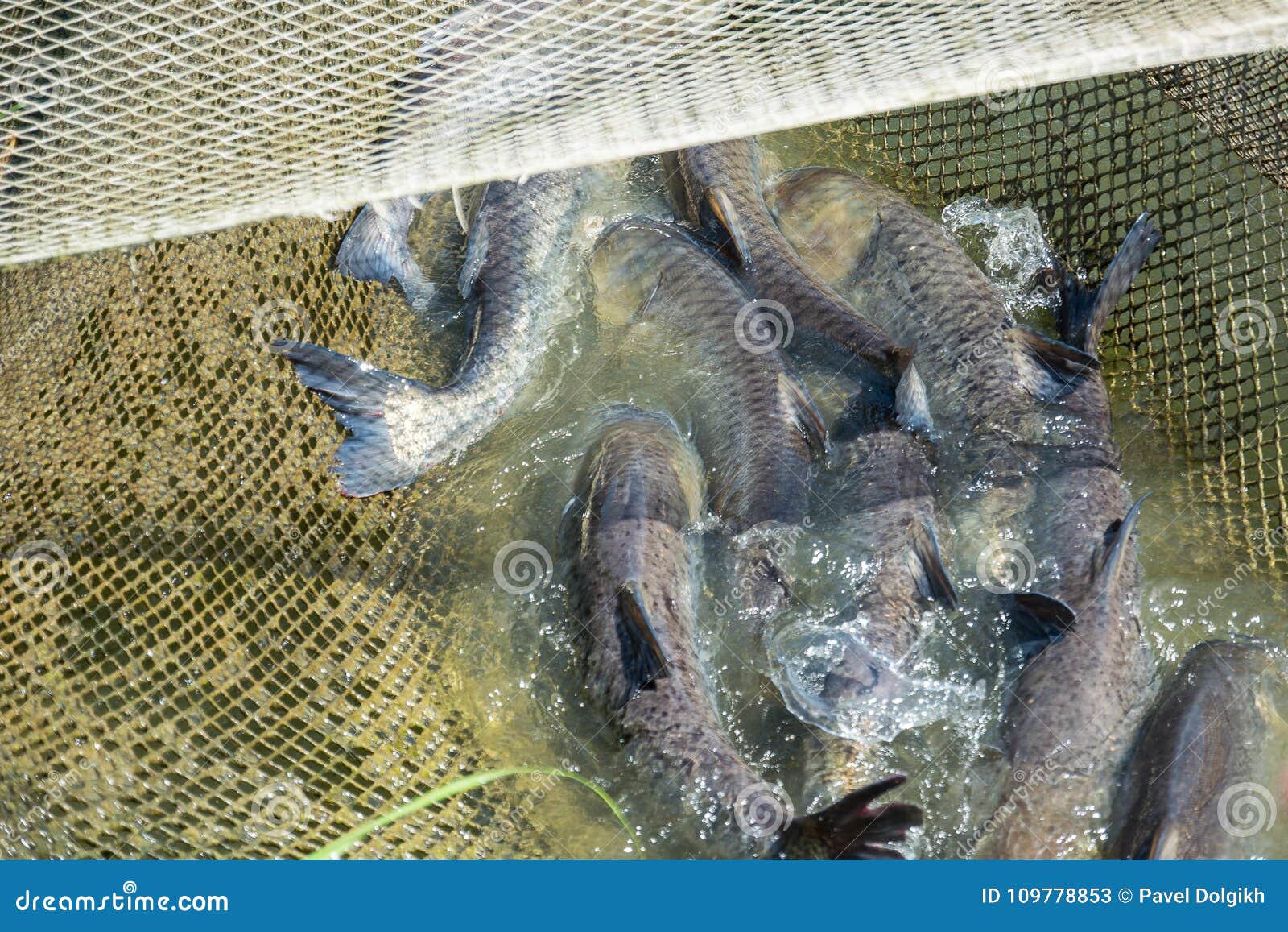 Fish Carpenter Caught in the Net Stock Image - Image of caught, alive ...