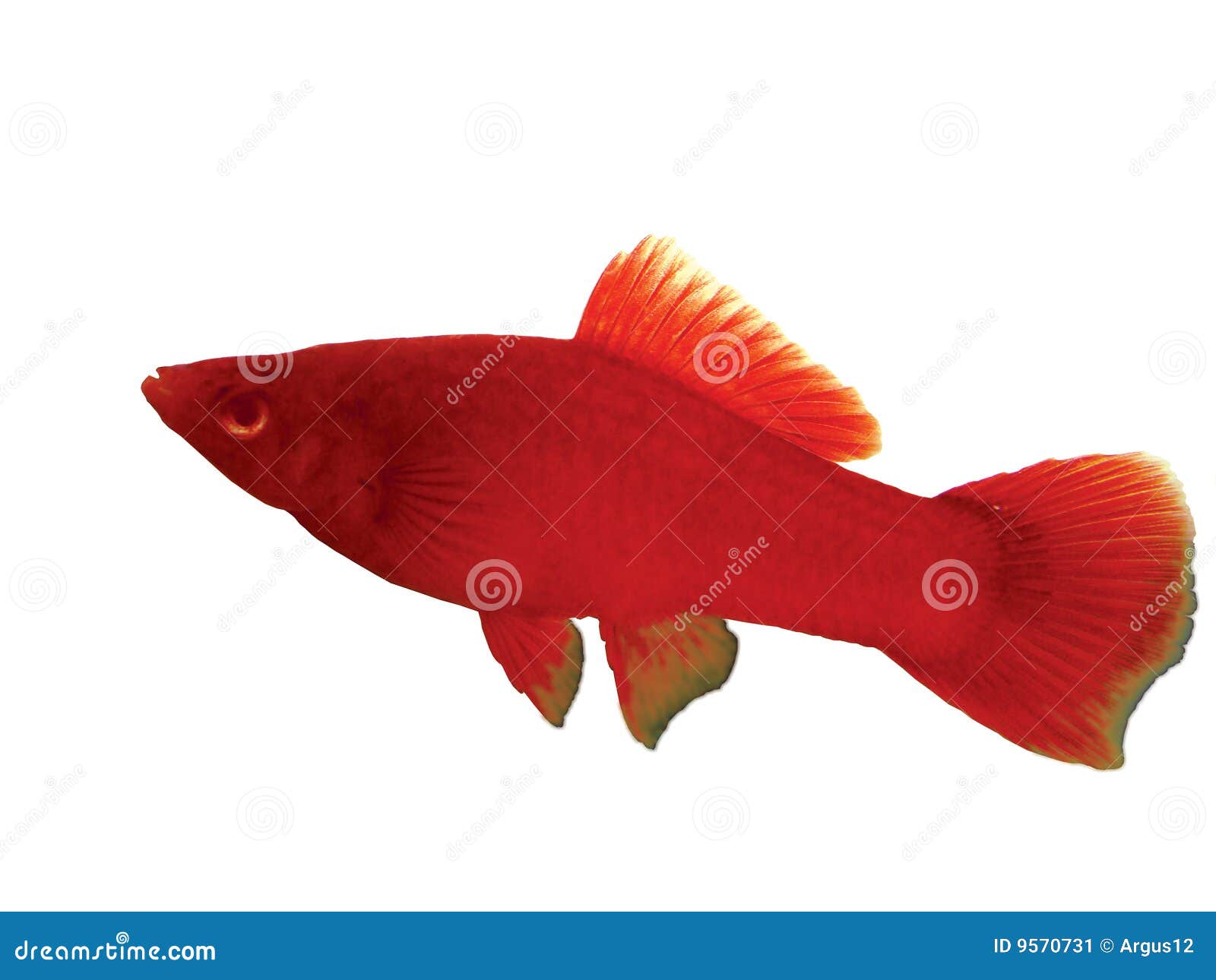 Fish Carries a sword red stock image. Image of nostrils - 9570731