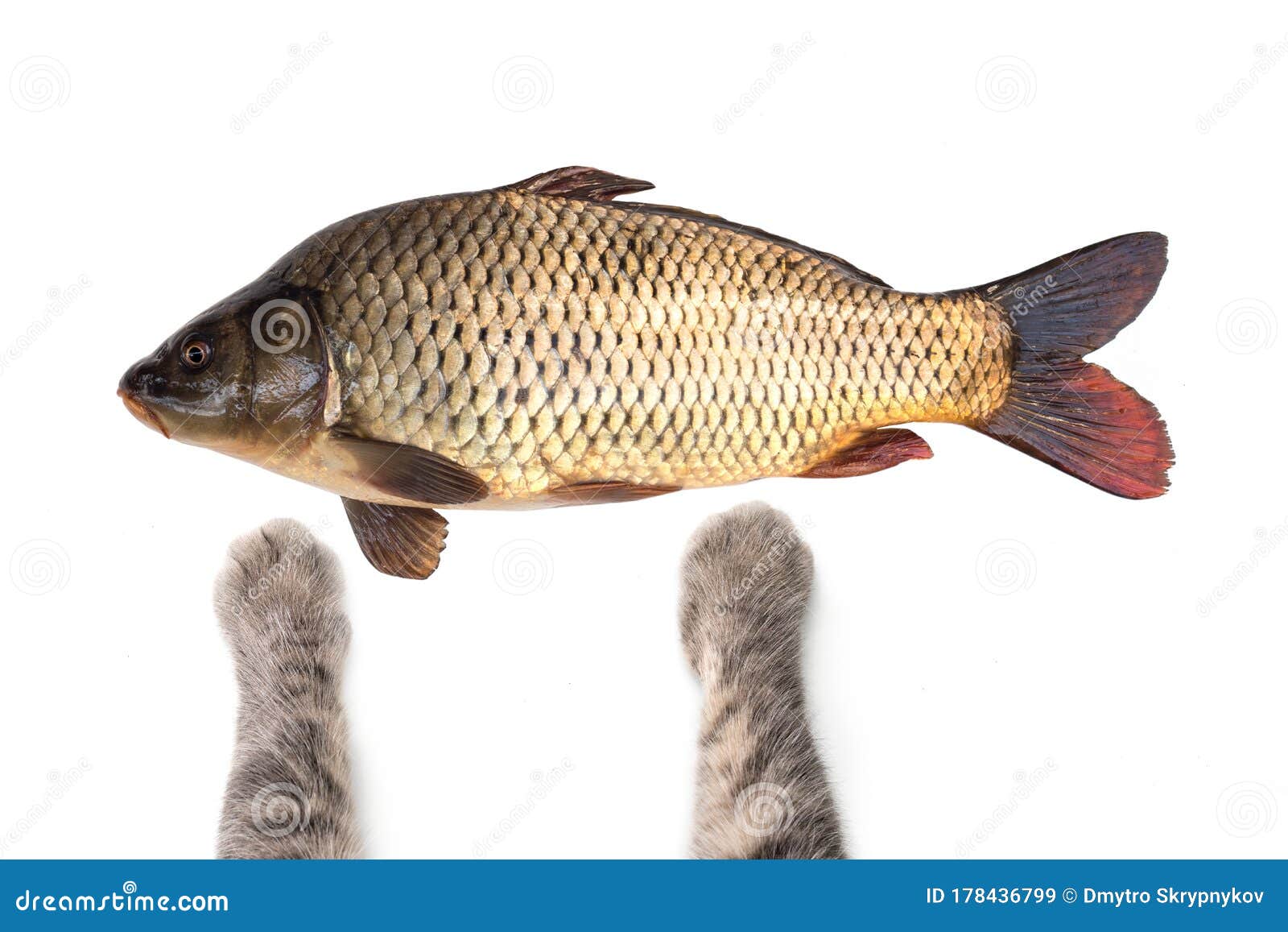 Fish and Cat`s Paws on White Background Stock Image - Image of ...