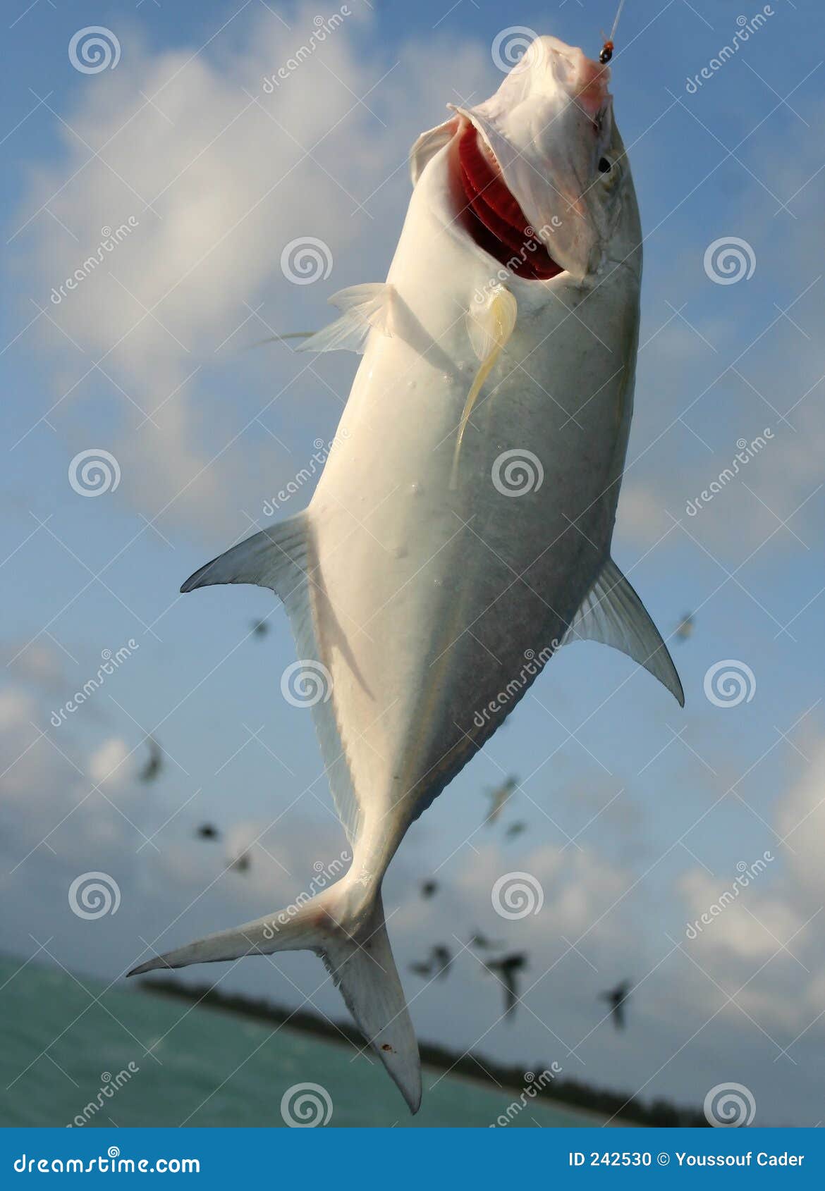 Fish catch #1 stock photo. Image of silver, tropical, sport - 242530