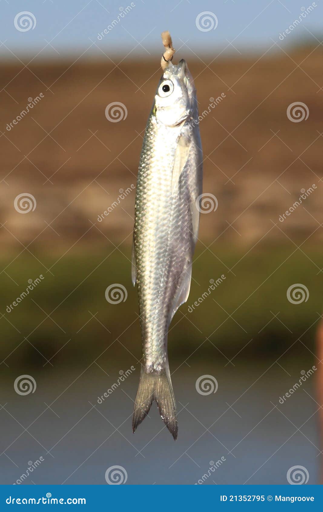Fish catch stock image. Image of accomplish, detail, jumping - 21352795