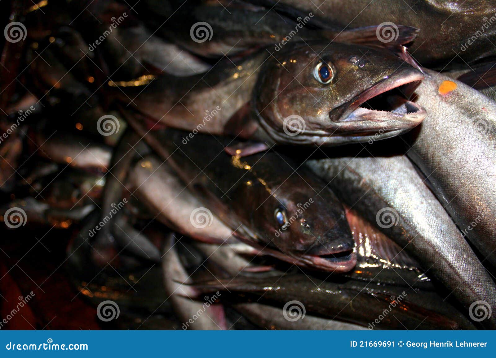 Fish Catch stock image. Image of nutritious, gourmet - 21669691