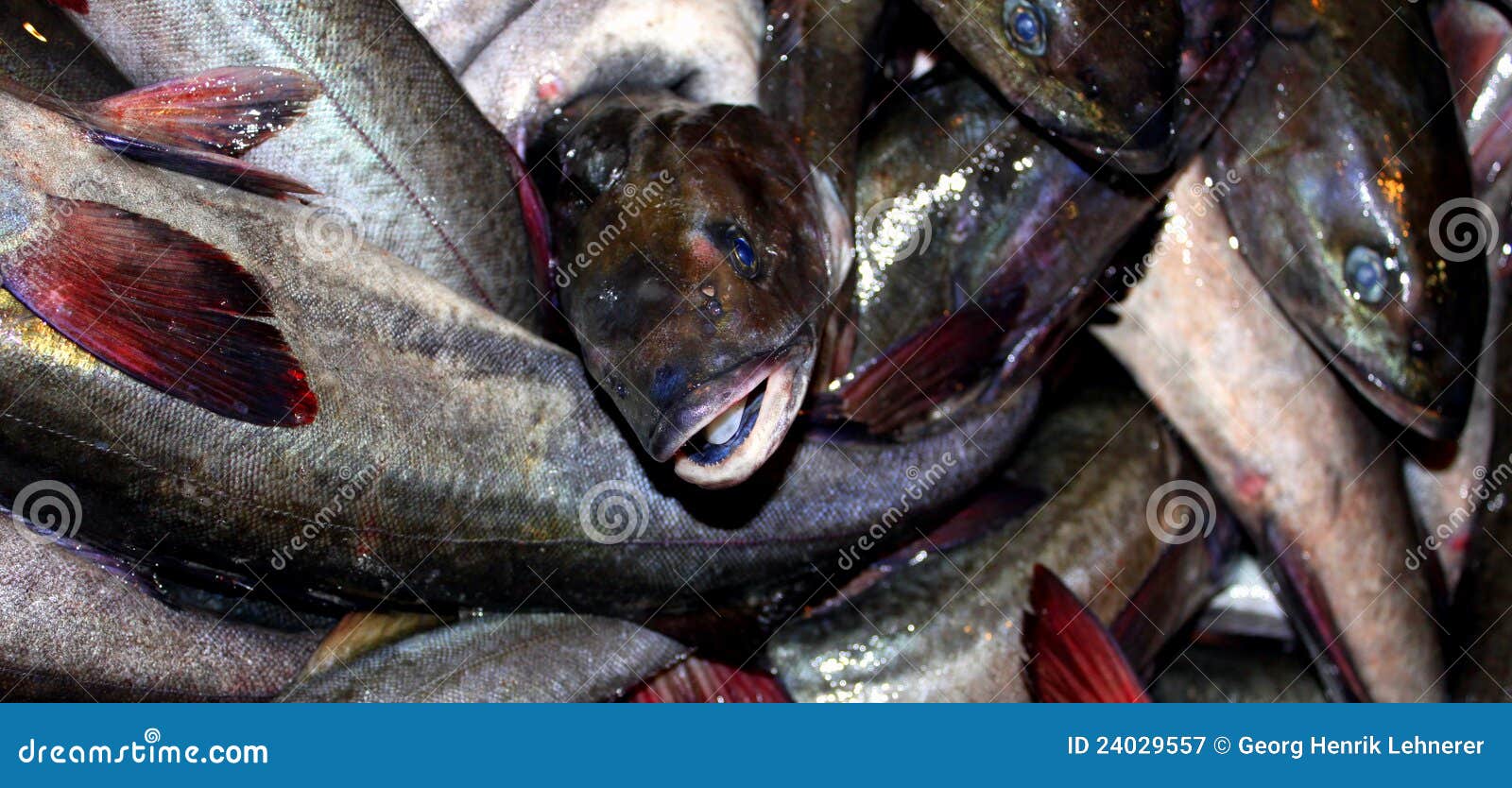 Fish Catch stock image. Image of dieting, fishy, nature - 24029557
