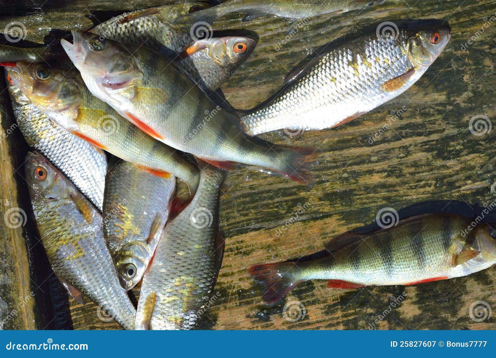 The fish catch stock image. Image of catch, sardine, milkfish - 25827607
