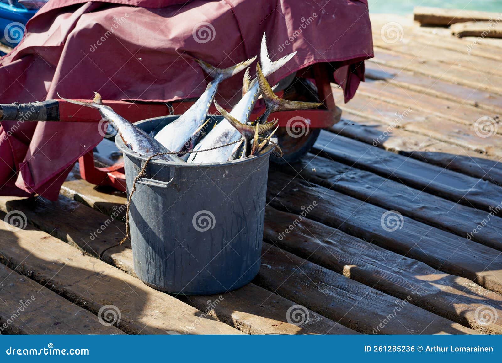 Fish Catch in a Bucket on the Island of Sal in Cape Verde. Stock Photo ...