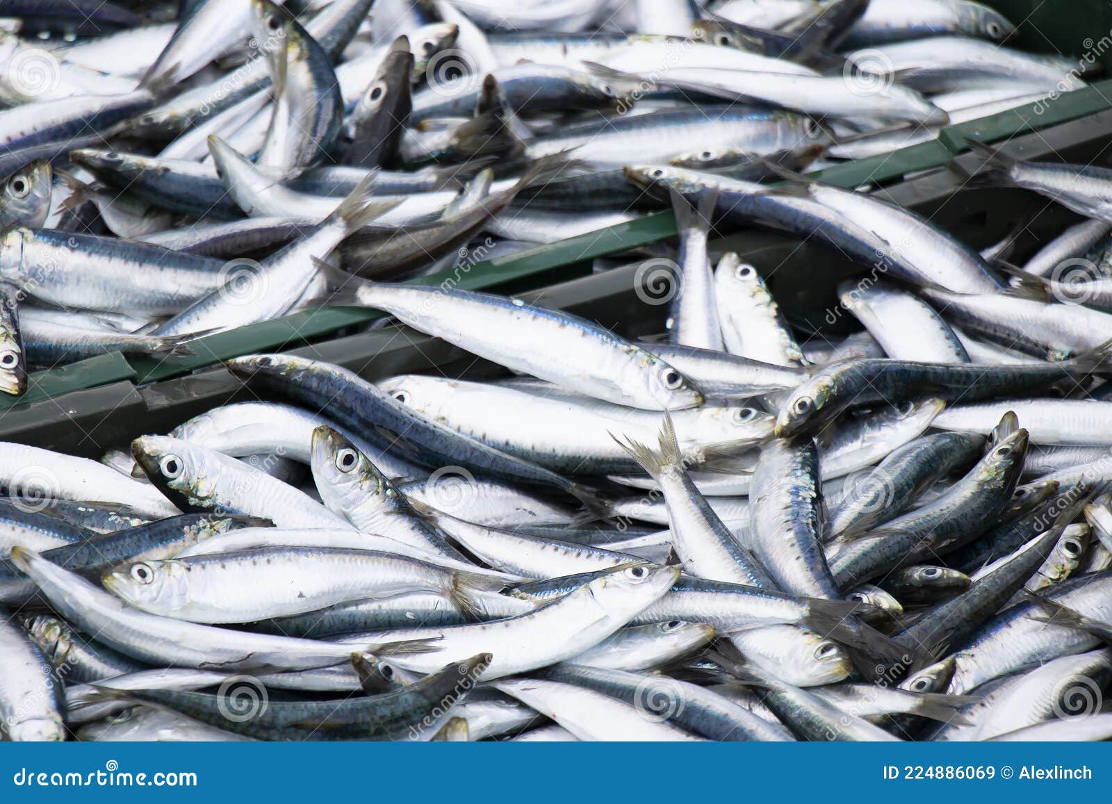 Fish Catch in Containers, Closeup Stock Image - Image of harvest ...