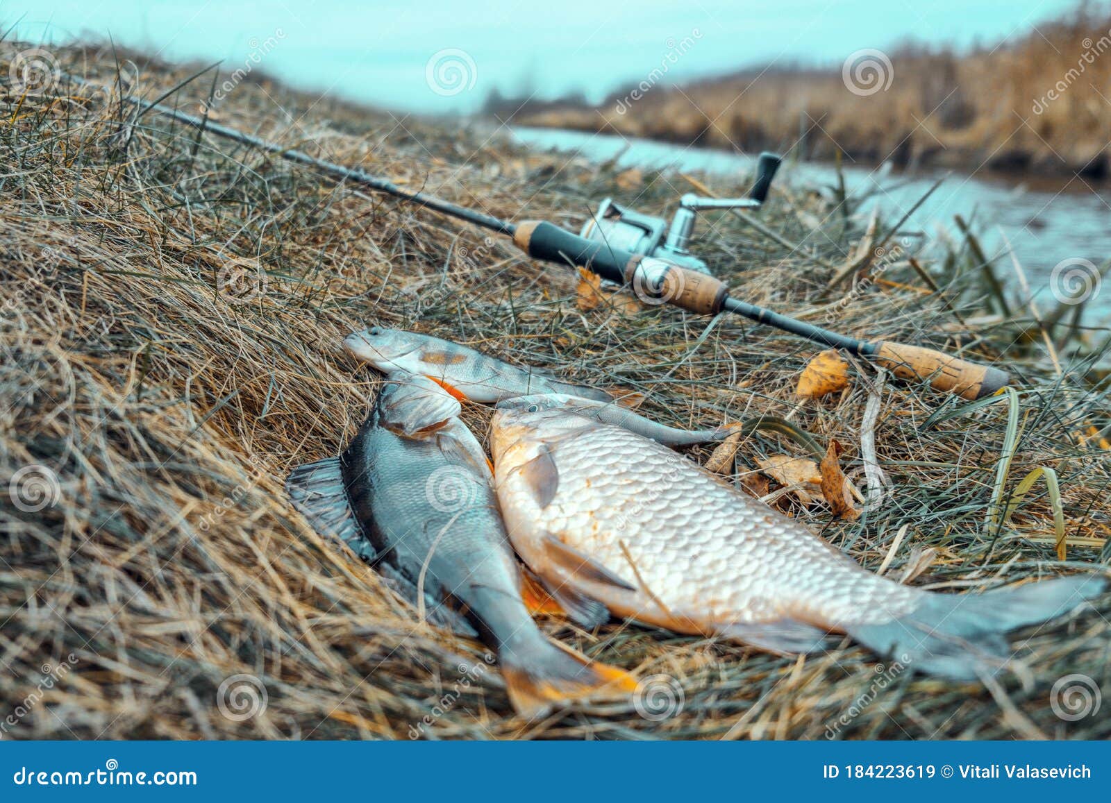Fish Catch and Fishing Equipment on the Shore Stock Image - Image of ...