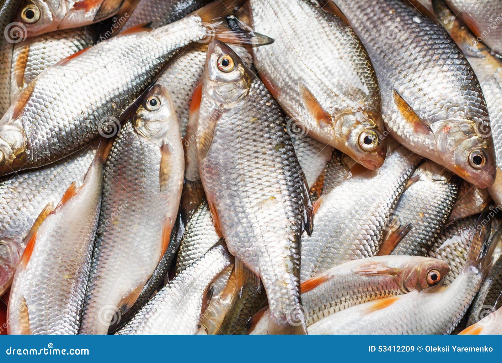 Fish stock image. Image of organic, fishing, vitamin - 53412209