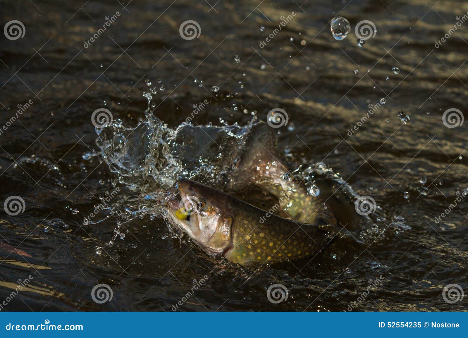 Fish stock image. Image of splash, water, baits, capture - 52554235