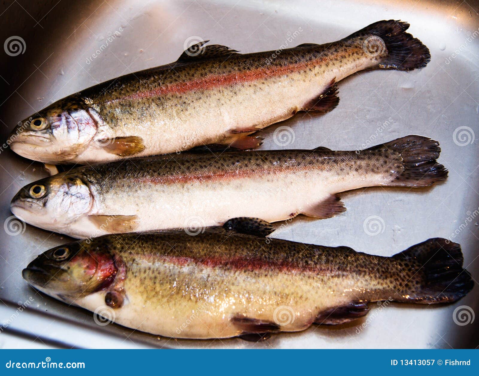 Fish caught stock image. Image of diet, fish, nature - 13413057