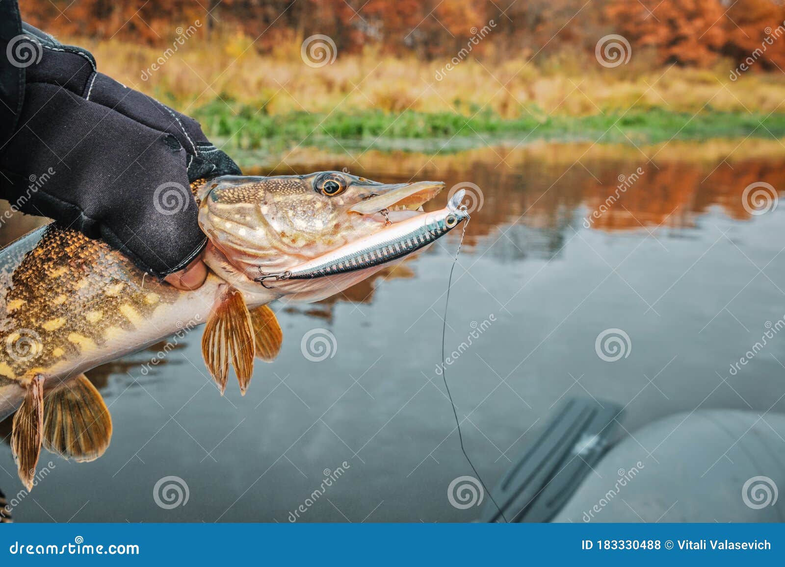 Fish Caught in the Autumn on the River Stock Photo - Image of trophy ...