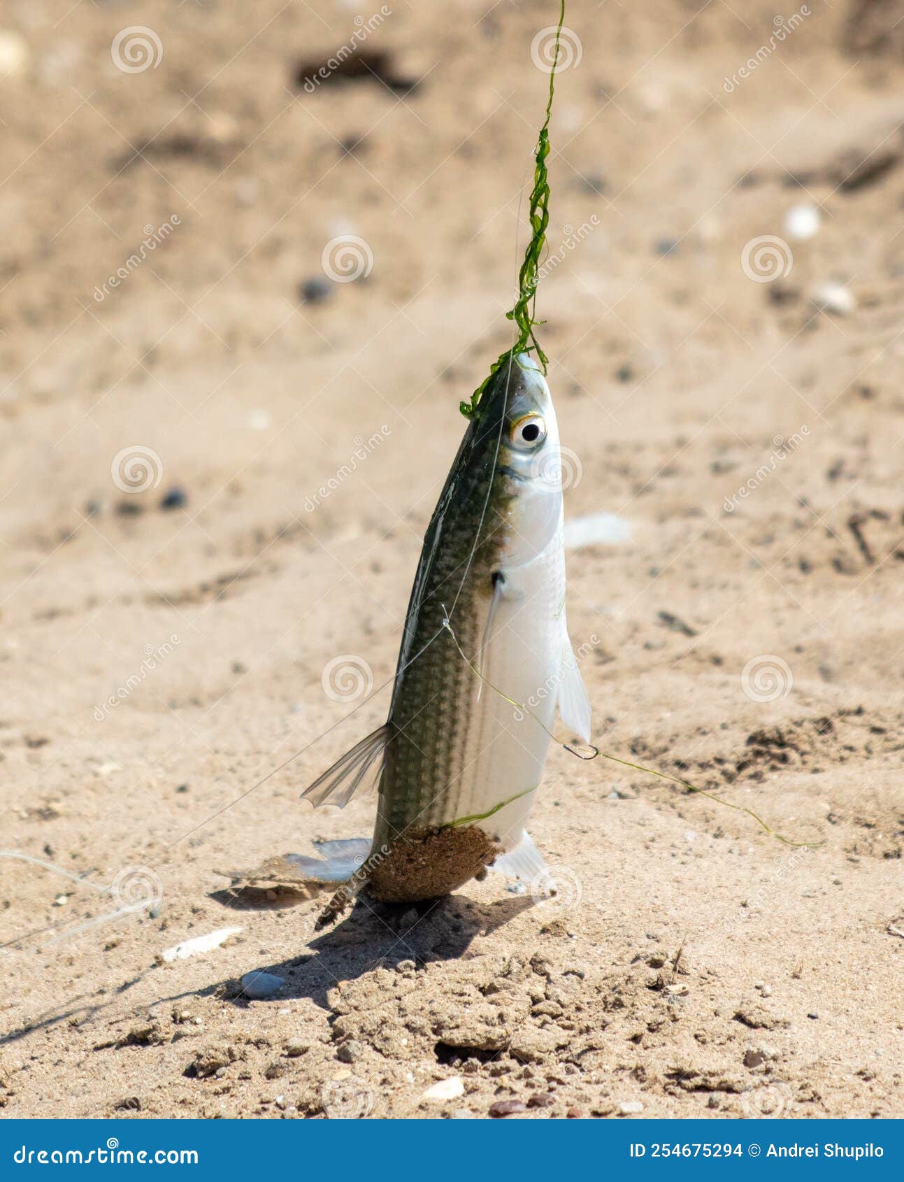 Fish Caught on a Bait on the Sand. Stock Photo - Image of angling, cast ...