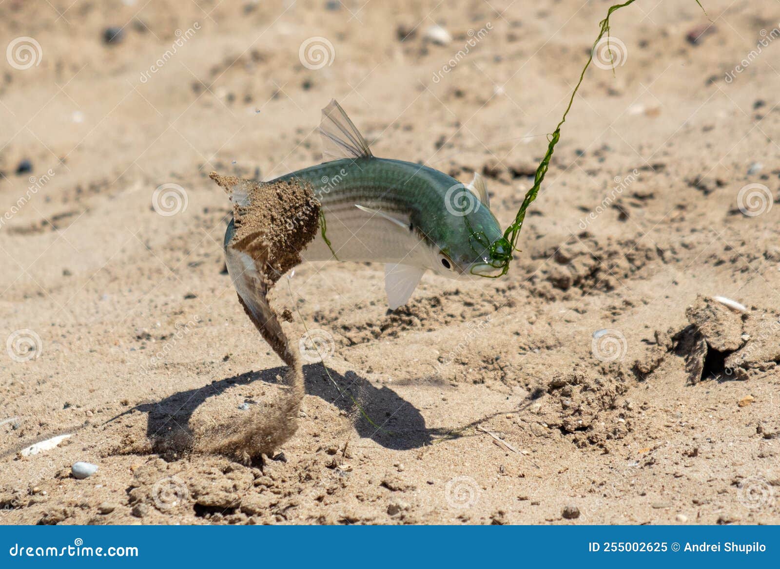 Fish Caught on a Bait on the Sand. Stock Image - Image of freshwater ...