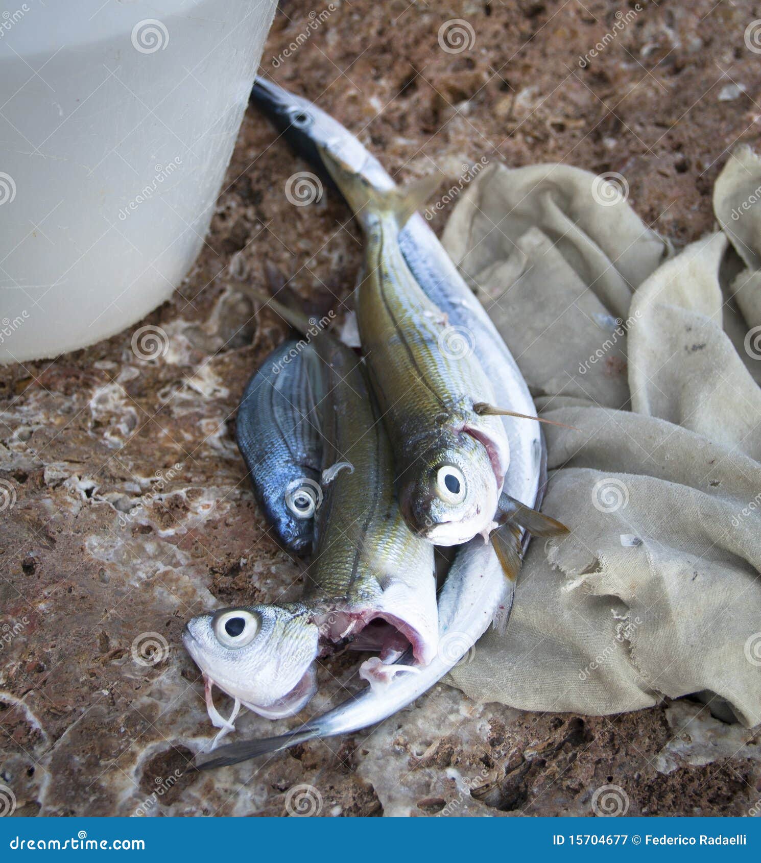 Fish caught closeup stock image. Image of closeup, fish - 15704677