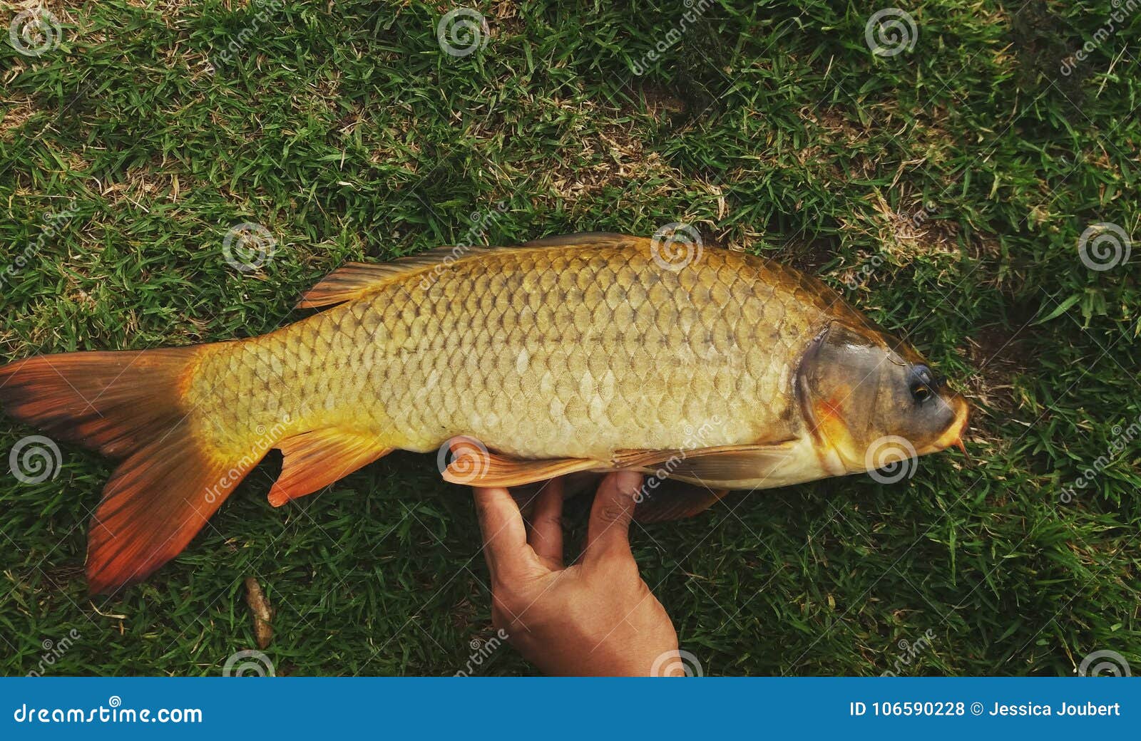 Golden carp stock photo. Image of nature, caught, angling - 106590228