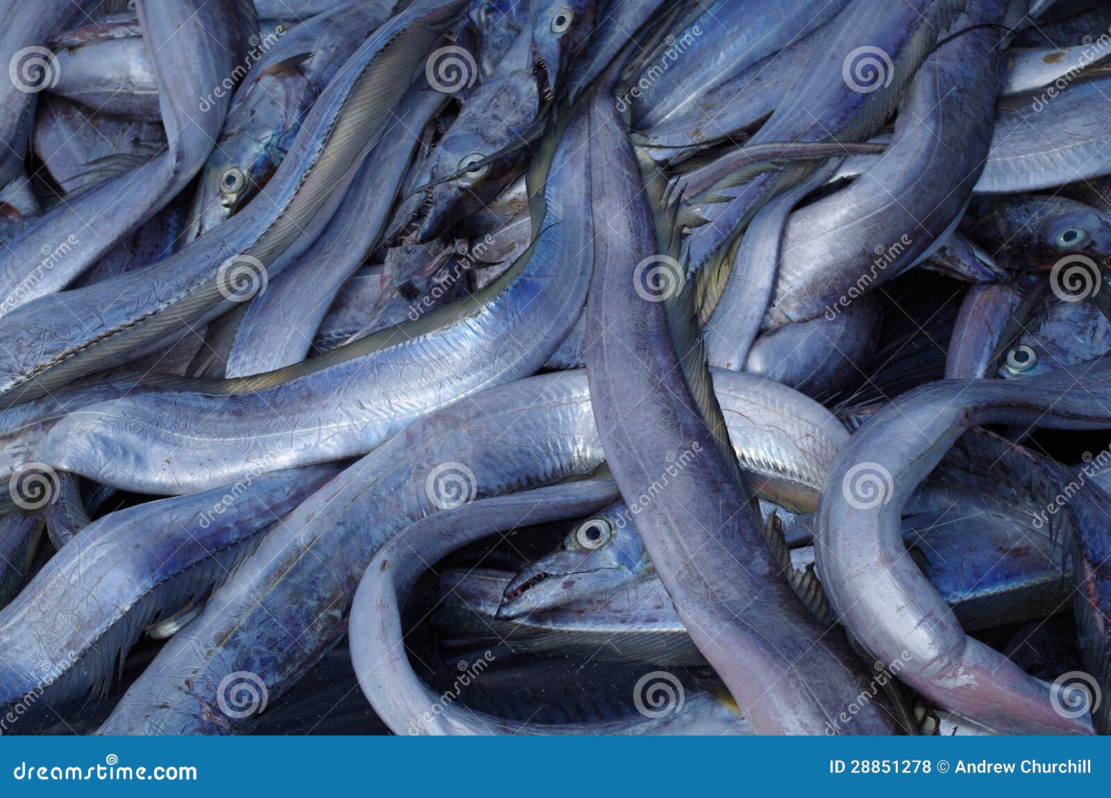 Fish Caught On A Hook. The Saddled Seabream (Oblada Melanura) Stock ...