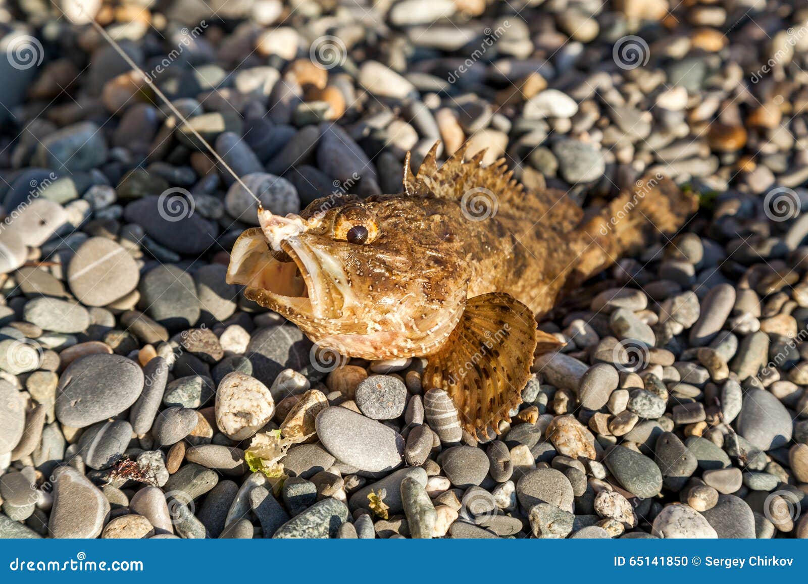 The Fish Caught on Fishing a Ruff Stock Photo - Image of material ...