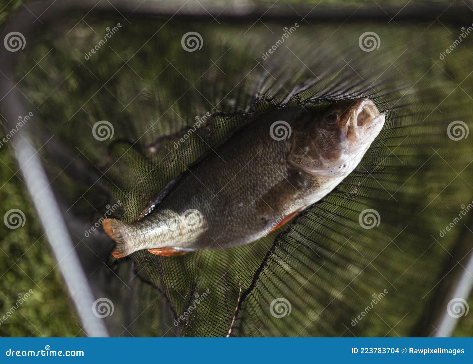 Fish caught on a fishnet stock photo. Image of aquatic - 223783704