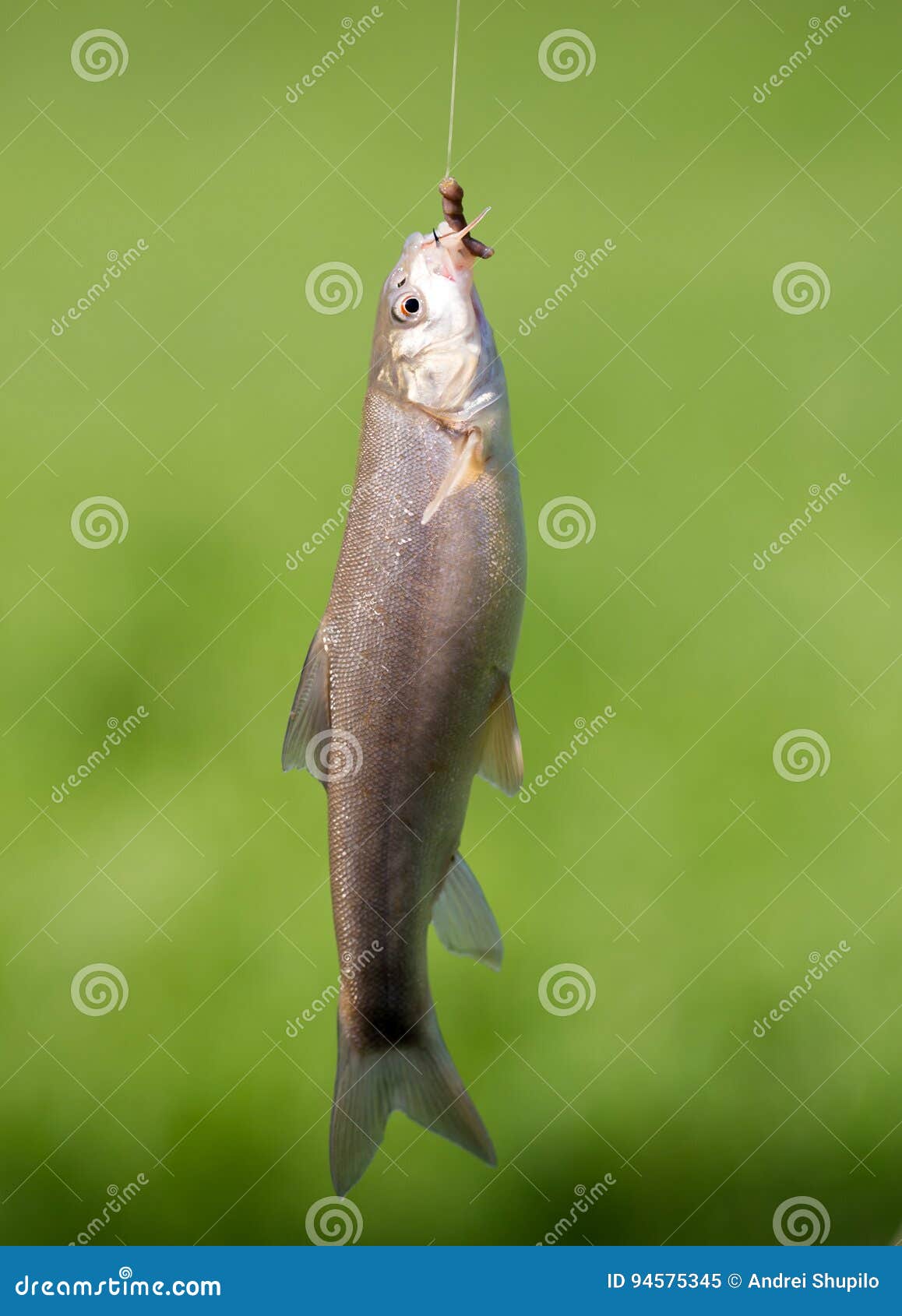 Fish caught on the hook stock image. Image of water, hooked - 94575345