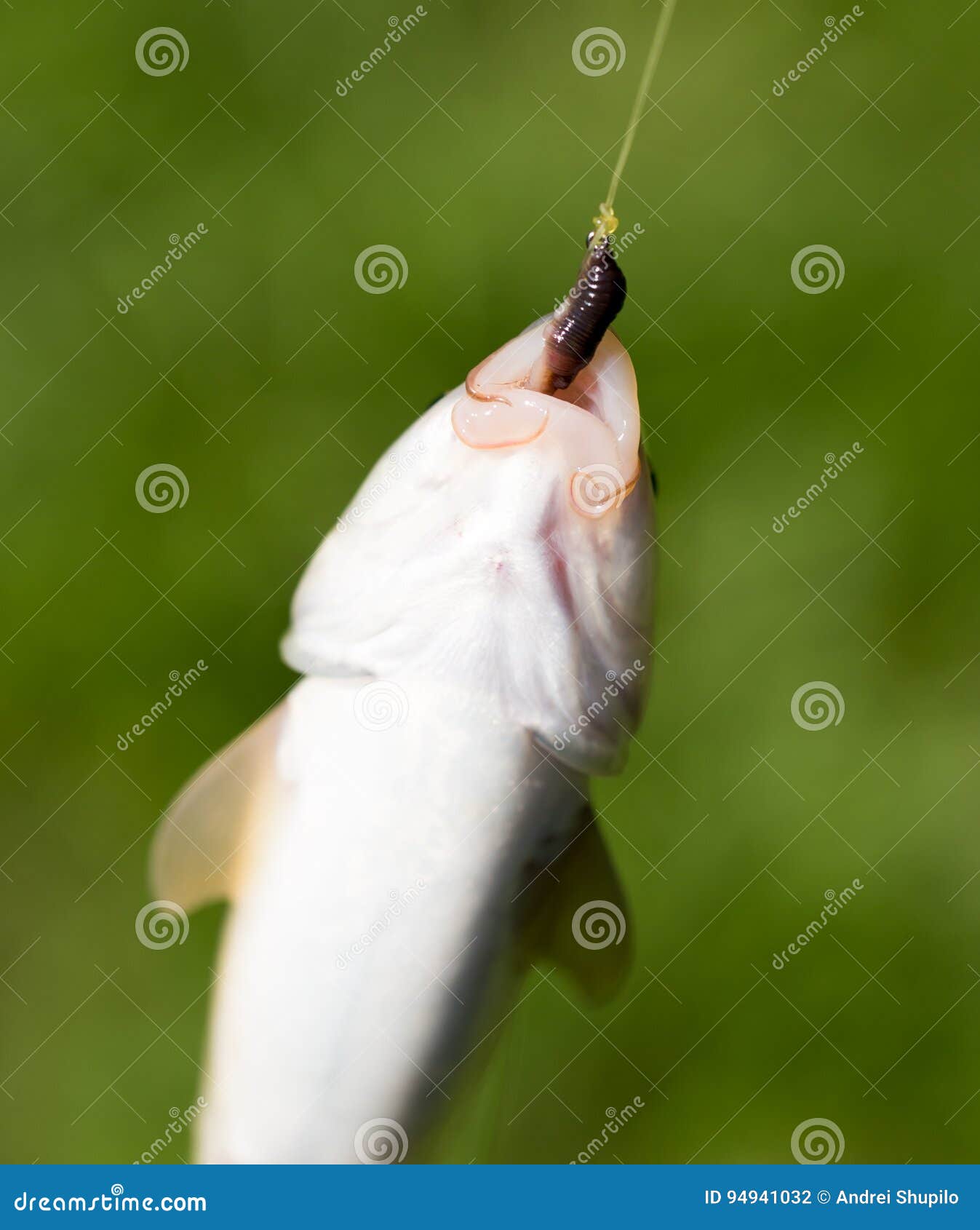 Fish caught on the hook stock photo. Image of angling - 94941032