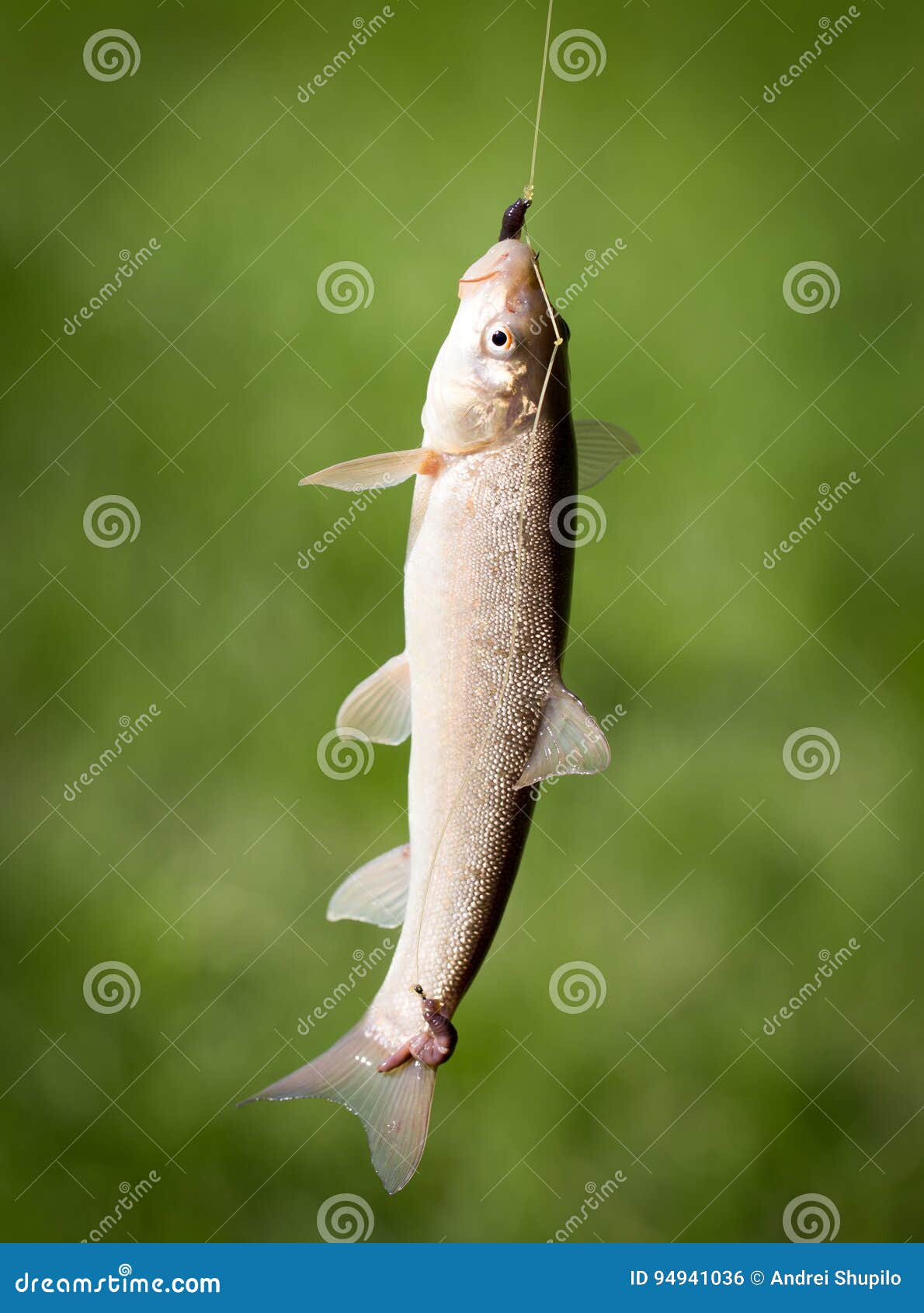 Fish caught on the hook stock photo. Image of angling - 94941036