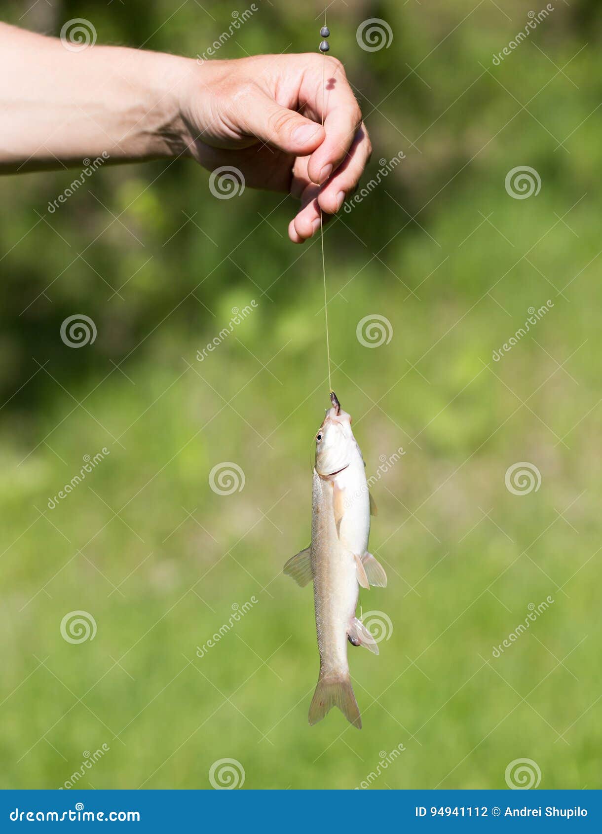 Fish caught on the hook stock photo. Image of fish, fresh - 94941112