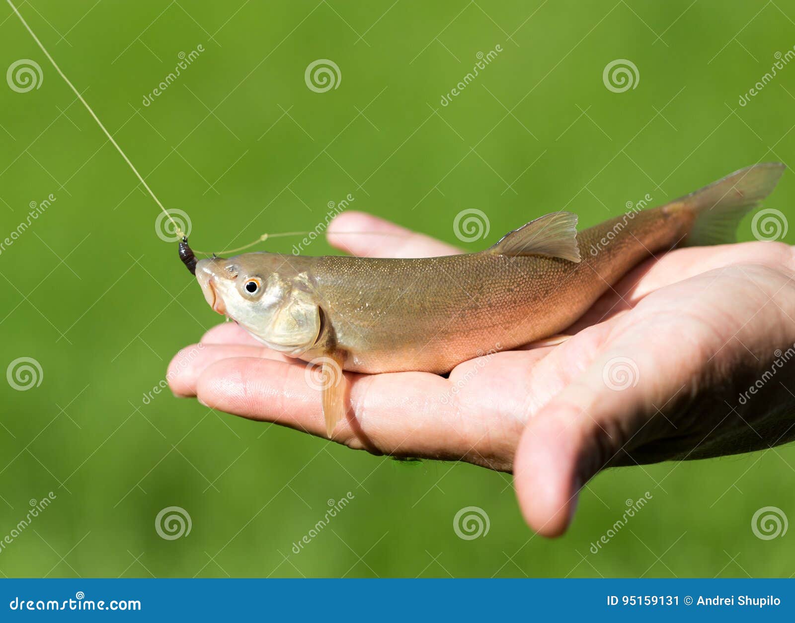 Fish caught on the hook stock image. Image of fresh, catch - 95159131