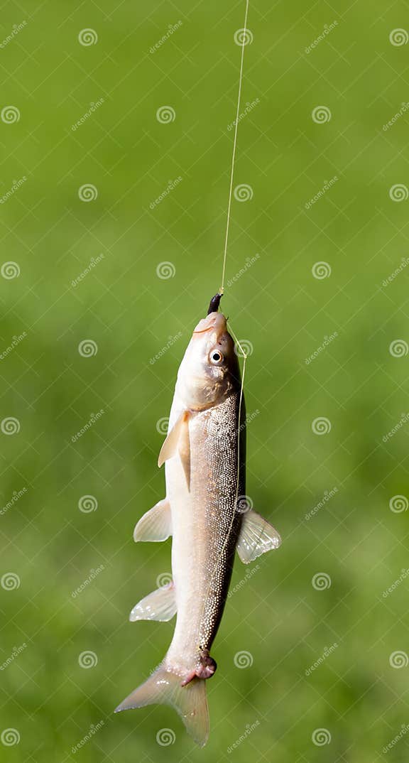 Fish caught on the hook stock photo. Image of hooked - 95706012