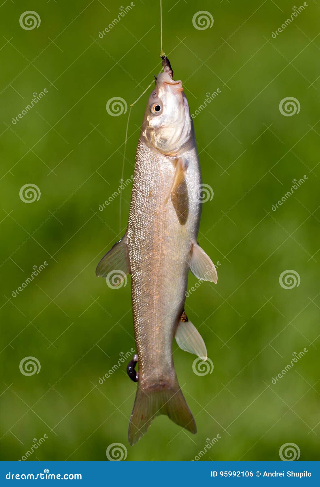 Fish caught on the hook stock photo. Image of caught - 95992106