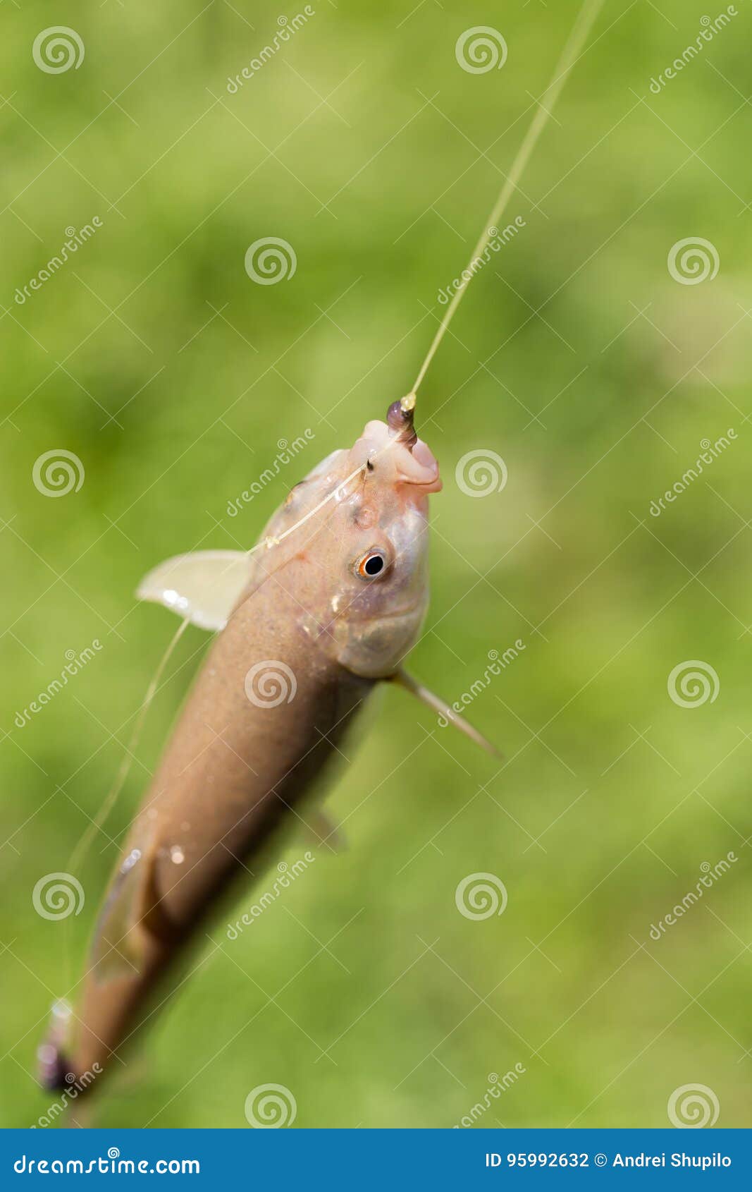 Fish caught on the hook stock photo. Image of line, concept - 95992632