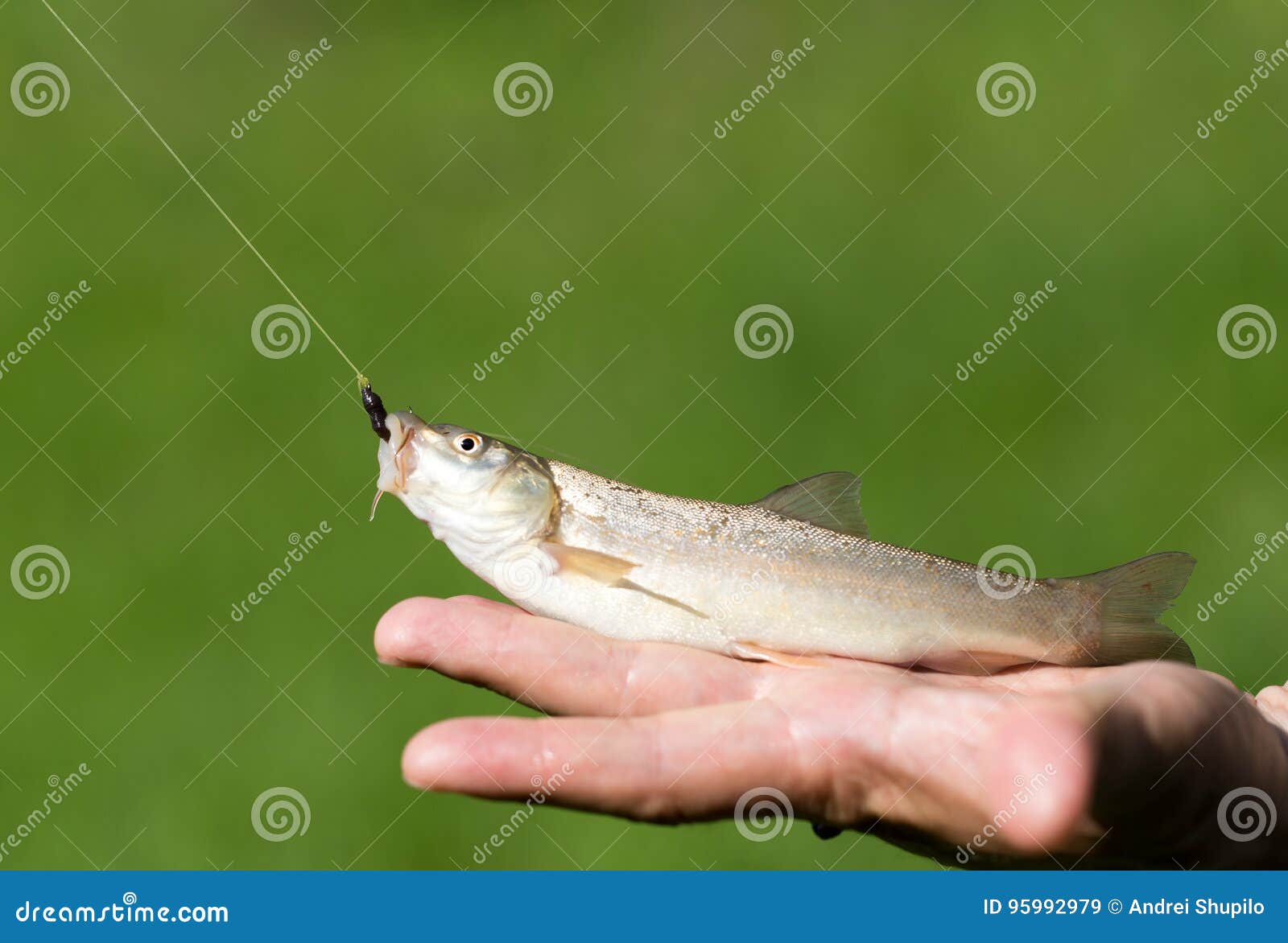 Fish caught on the hook stock image. Image of florida - 95992979