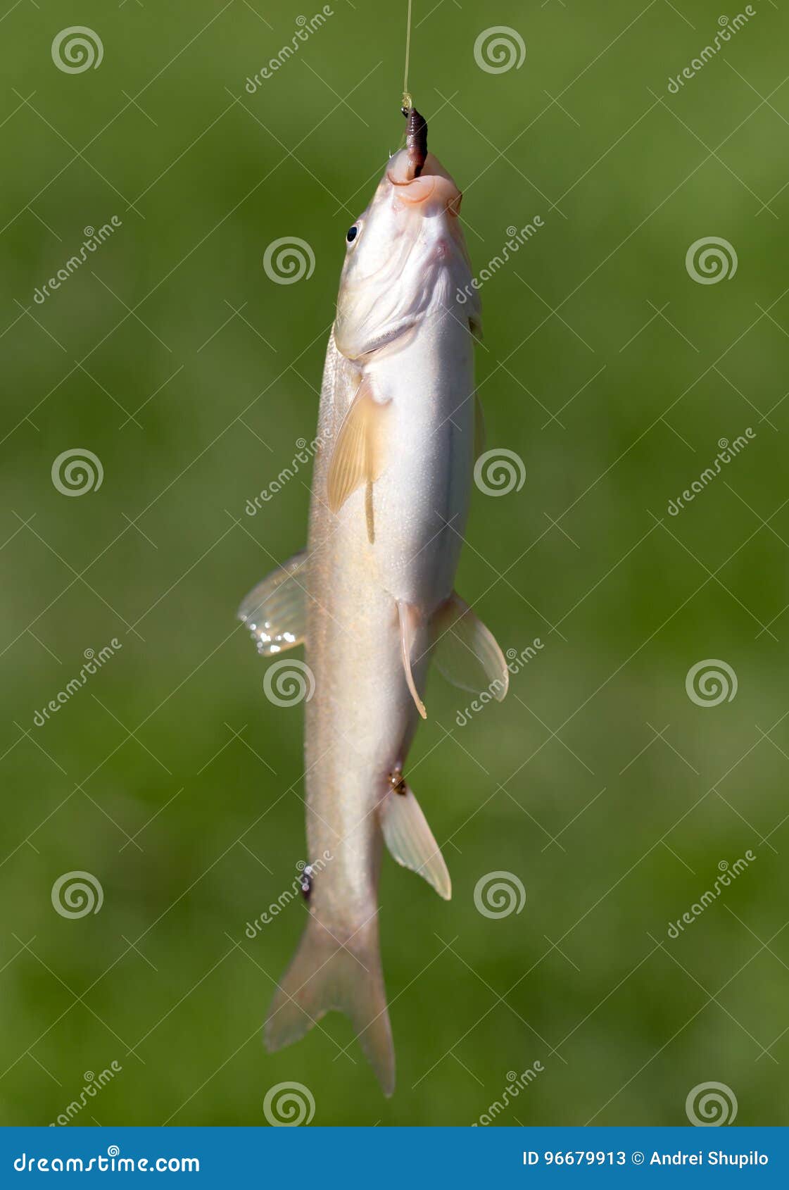 Fish caught on the hook stock image. Image of water, bait - 96679913
