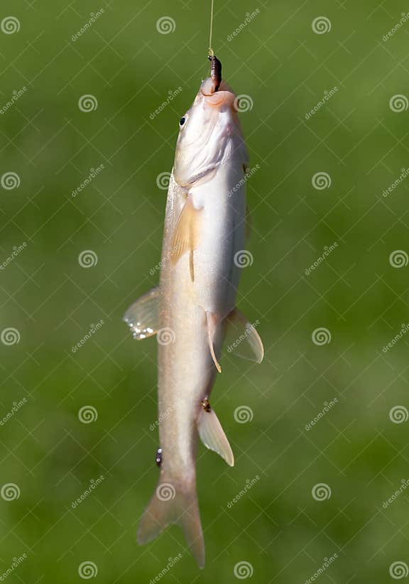 Fish caught on the hook stock image. Image of water, bait - 96679913