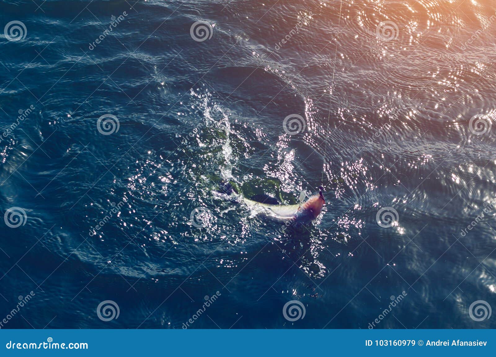 Fish Caught on a Hook are Pulled Out of the Water Stock Image - Image ...