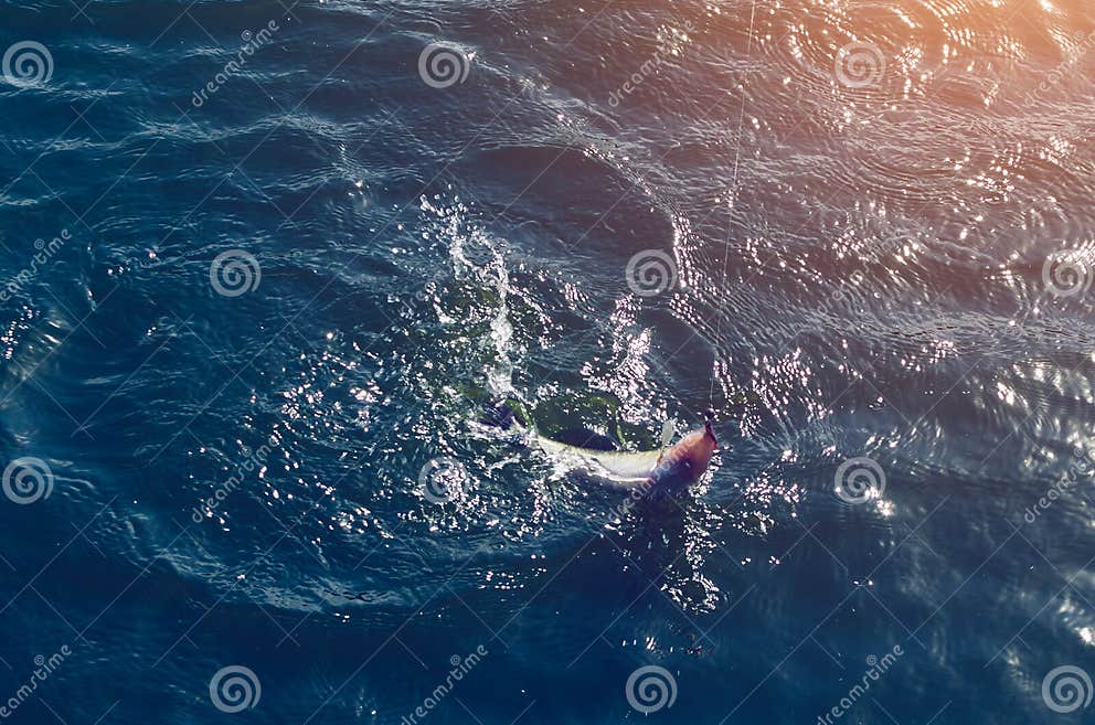 Fish Caught on a Hook are Pulled Out of the Water Stock Image - Image ...