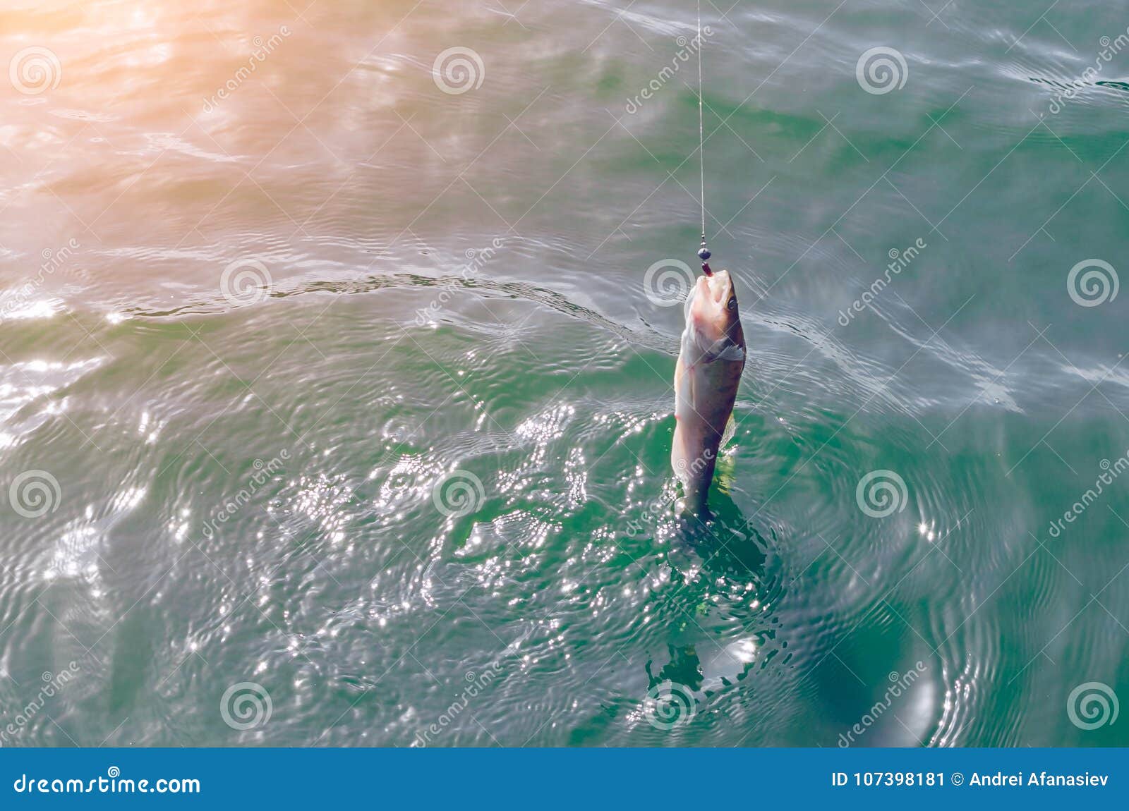 Fish Caught on a Hook are Pulled Out of the Water Stock Image - Image ...