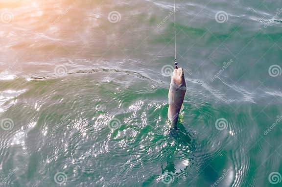 Fish Caught on a Hook are Pulled Out of the Water Stock Image - Image ...