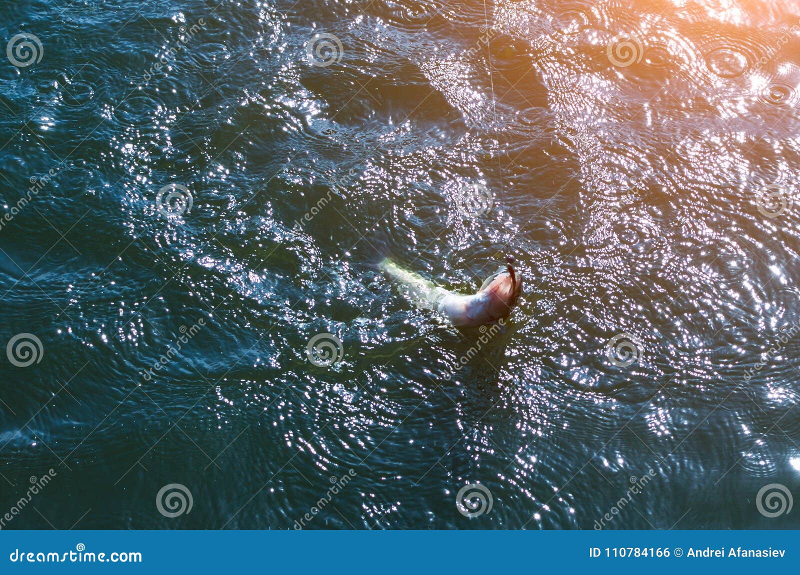 Fish Caught on a Hook are Pulled Out of the Water Stock Photo - Image ...
