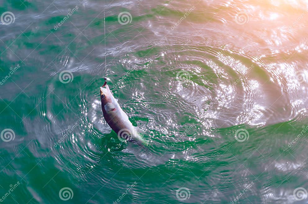 Fish Caught on a Hook are Pulled Out of the Water Stock Photo - Image ...