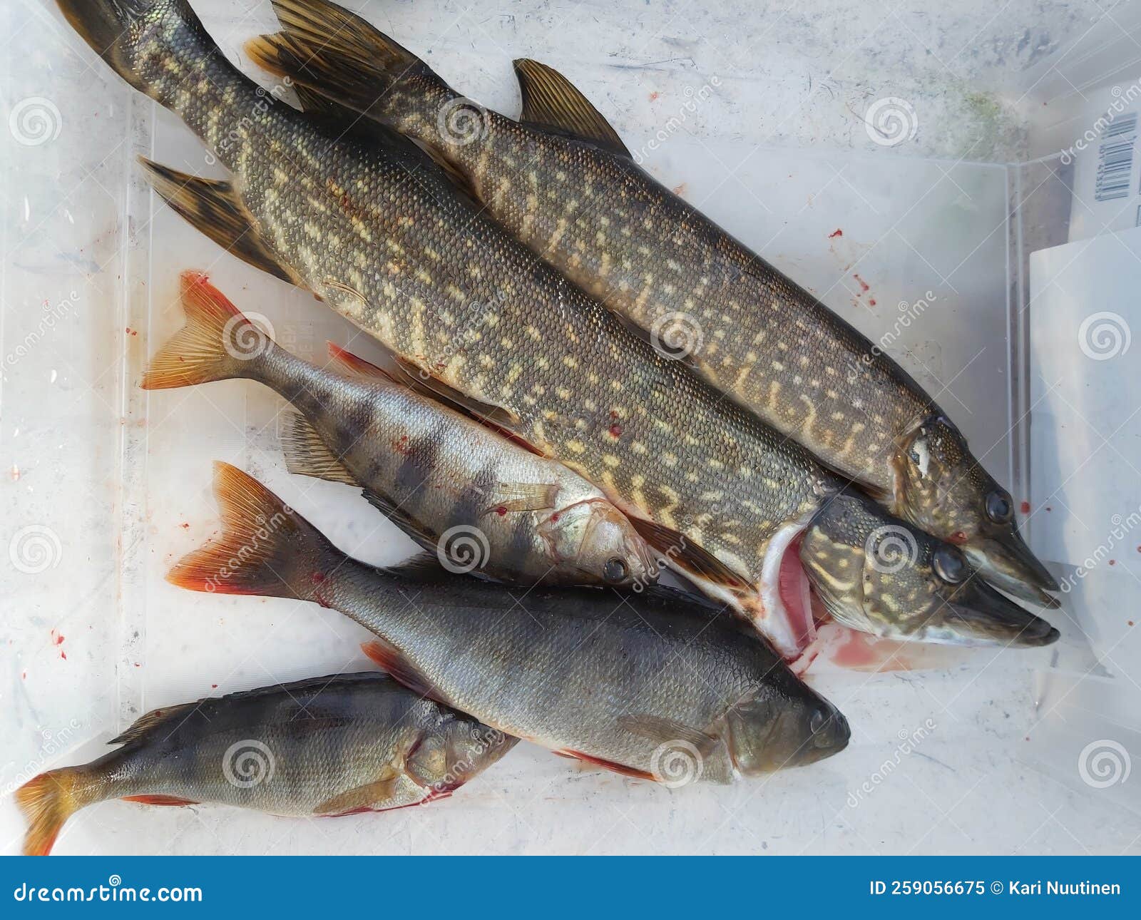 Fish caught for lunch stock image. Image of wildlife - 259056675