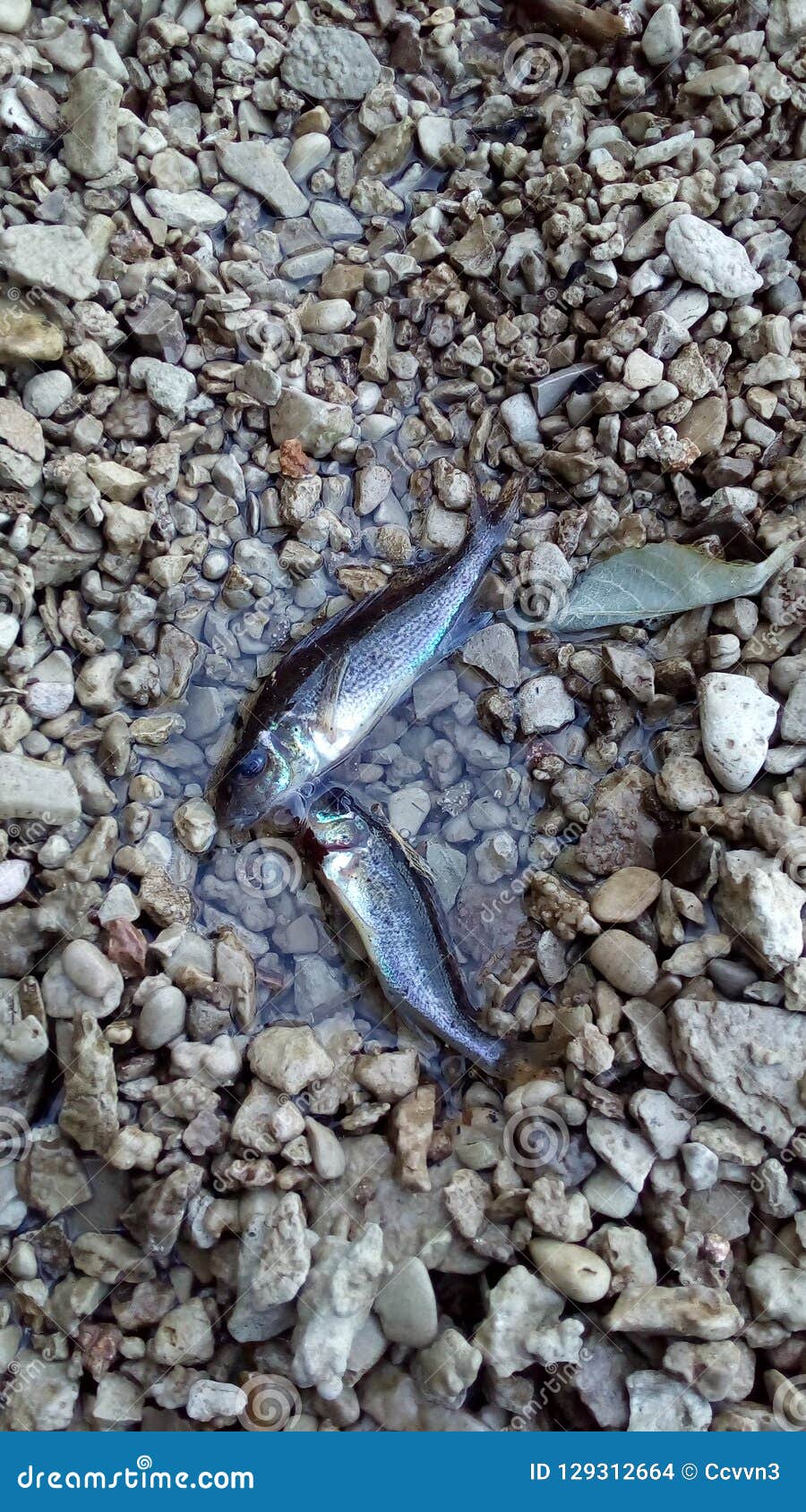Fish Caught by Me in the River Volga Stock Photo - Image of river, fish ...