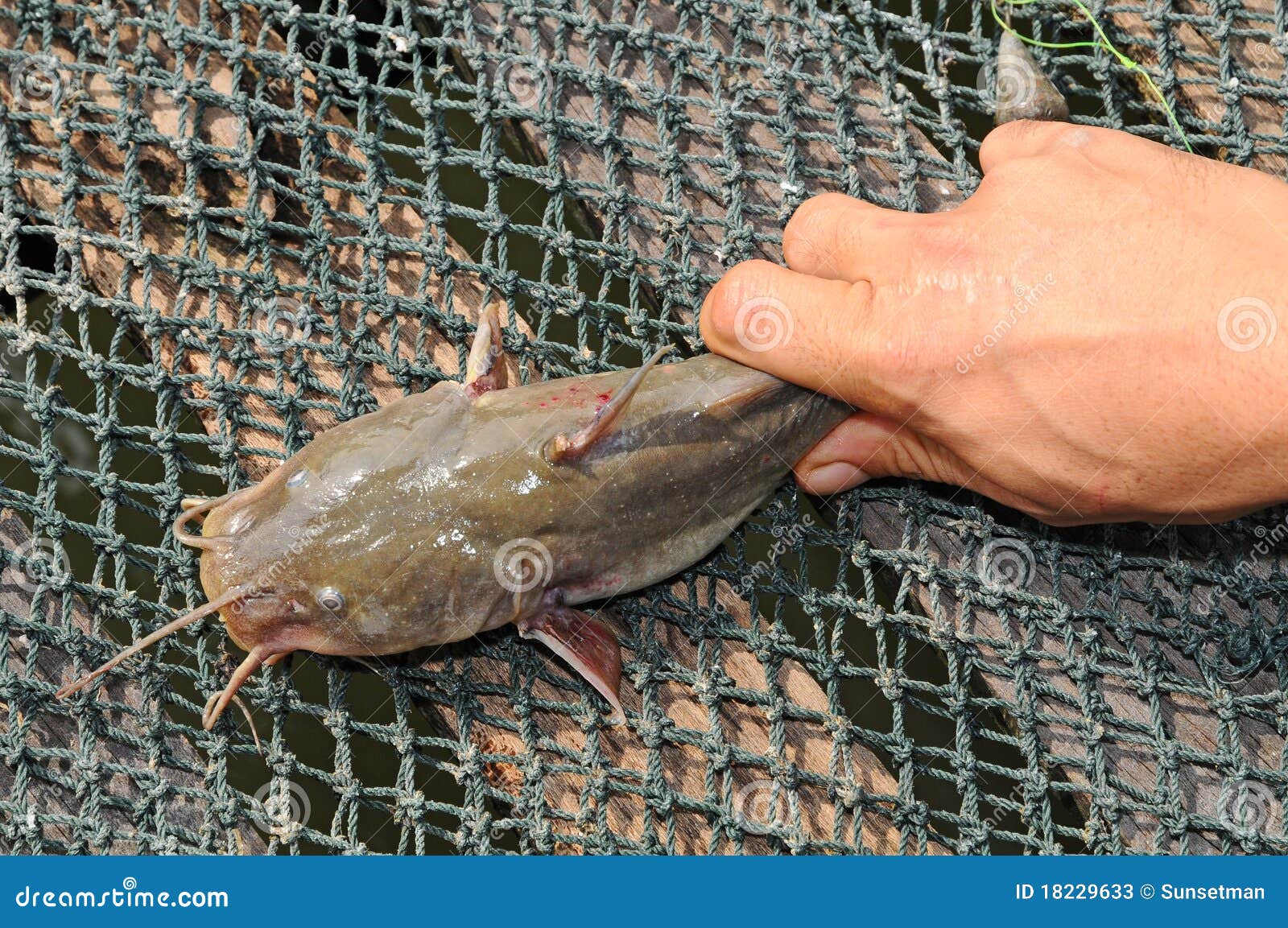 Fish Caught in a Net stock image. Image of breathe, gourmet - 18229633