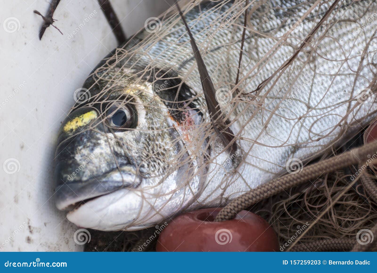 Fish caught in the net stock image. Image of empty, landscape - 157259203
