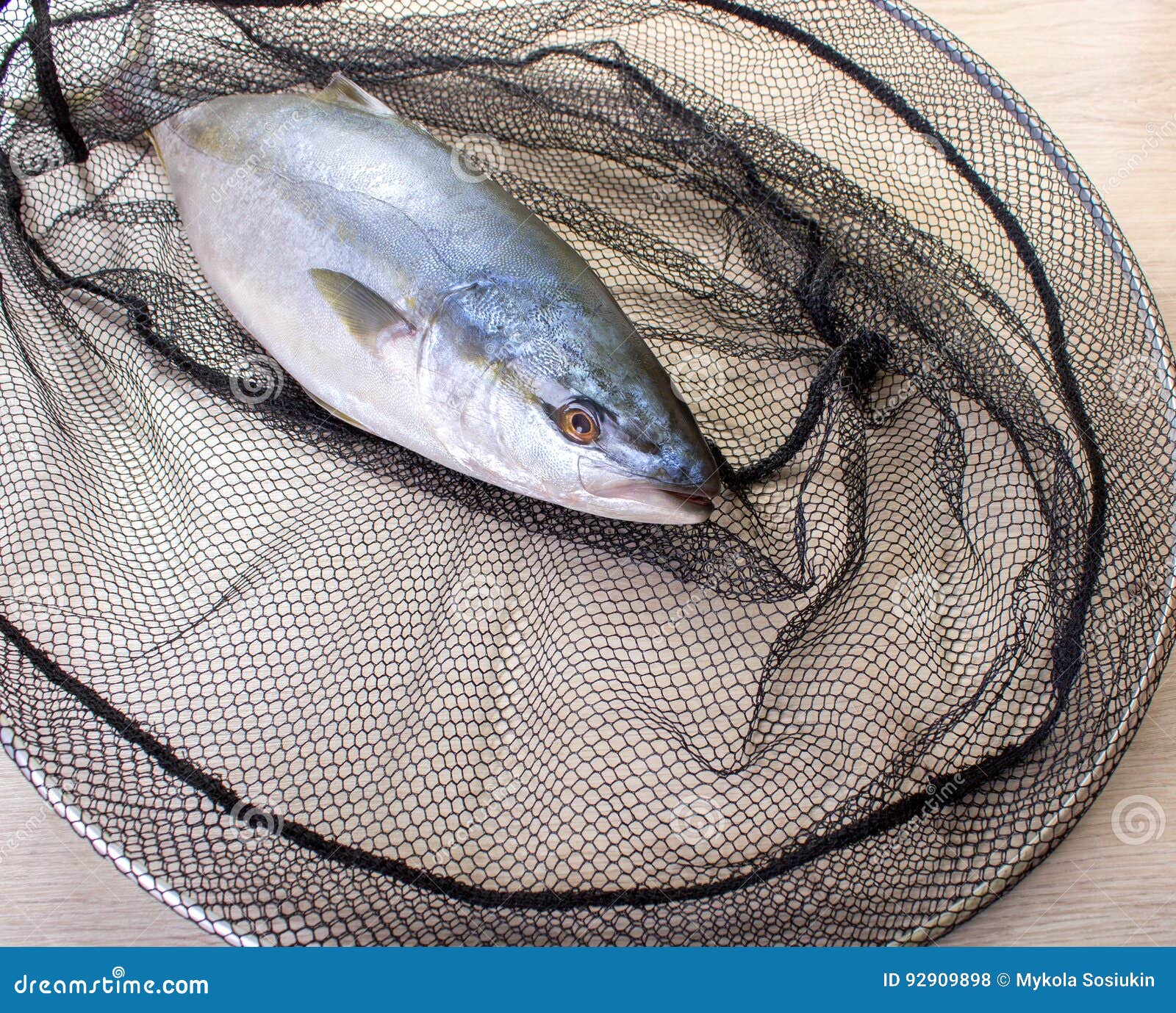 Fish caught in the net stock photo. Image of delicate - 92909898