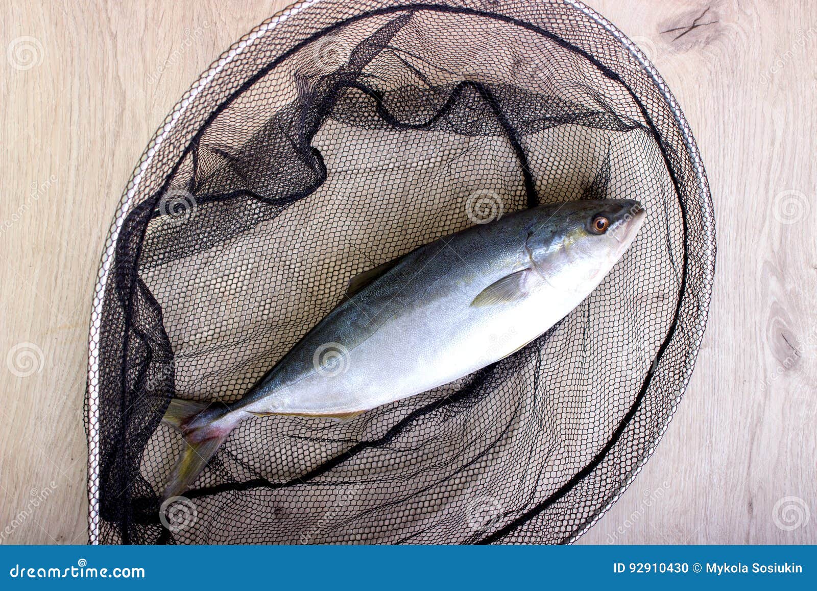 Fish caught in the net stock photo. Image of catch, gear - 92910430