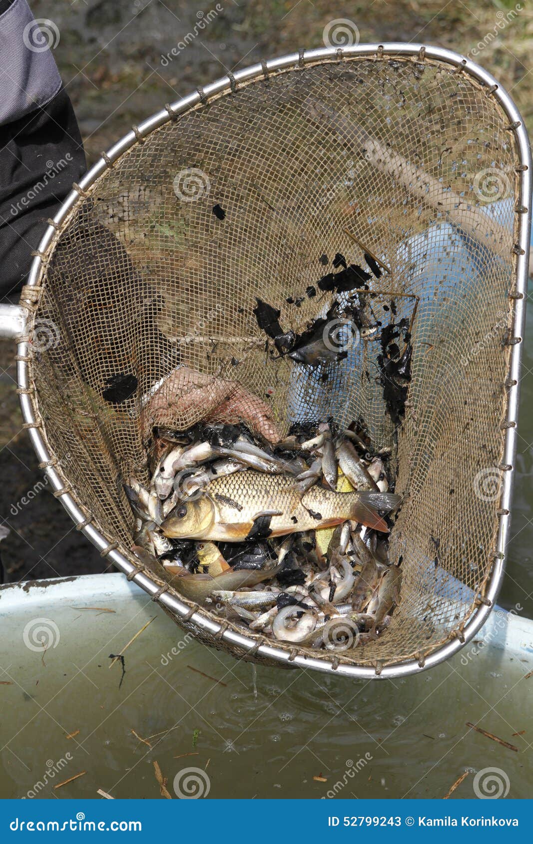 Fish caught in the net stock image. Image of fauna, landing - 52799243