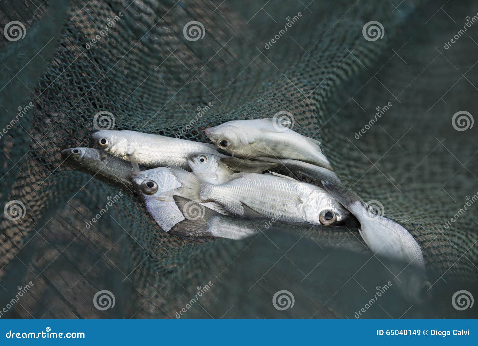 Fish Caught in a Net, India Stock Image - Image of hunger, fish: 65040149
