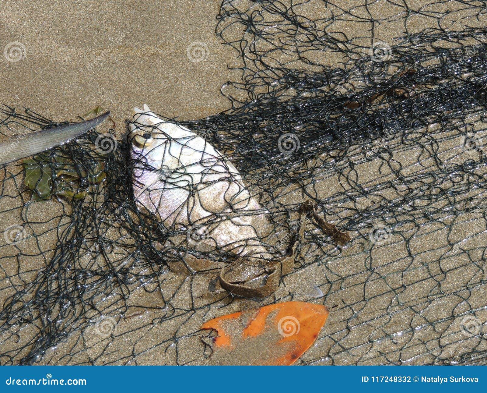 Fish Caught by the Net on the Sand Stock Photo - Image of nature ...